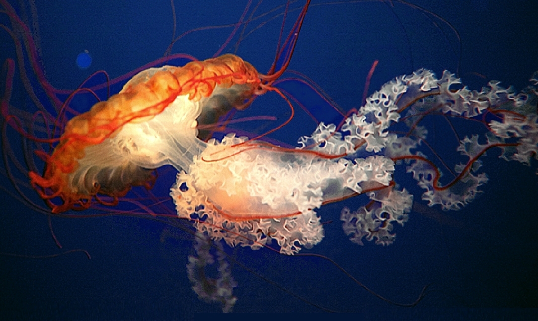 POST-MAC BLUES: The Day of the Jellyfish