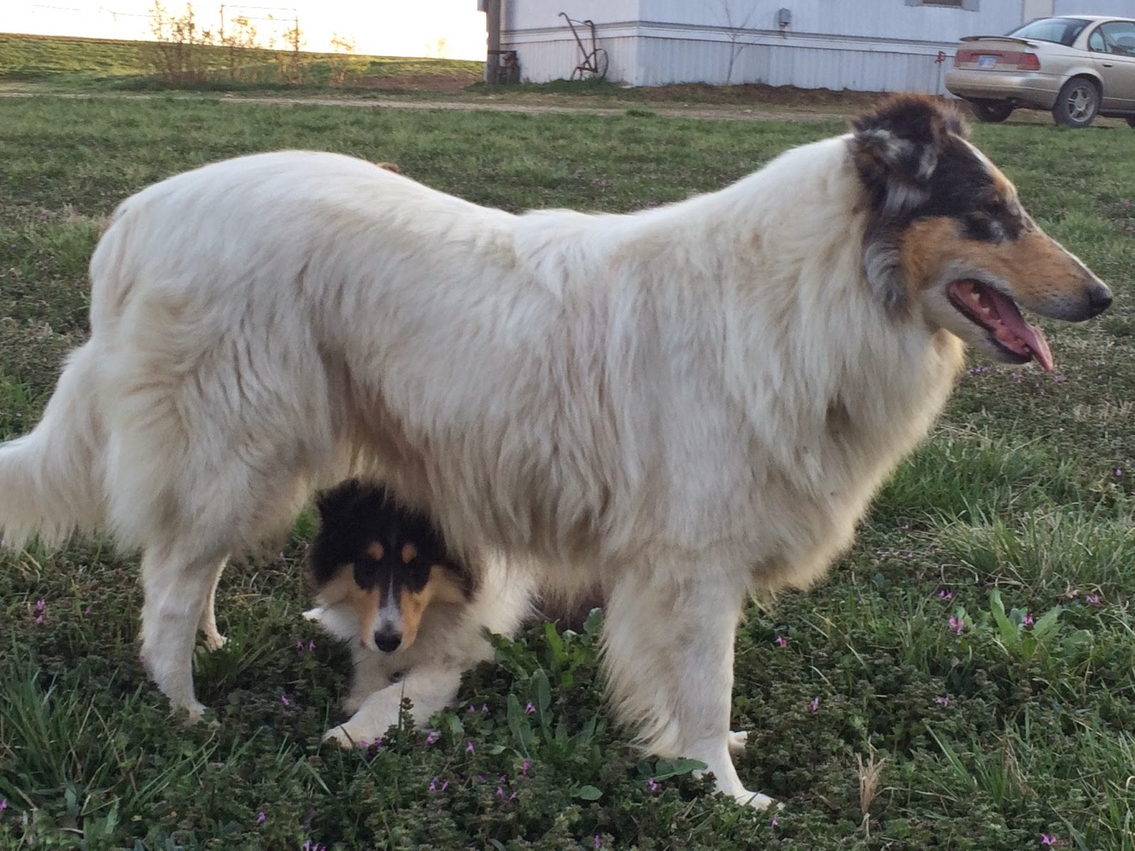 Prairie Creek's Collies: Fun Photos