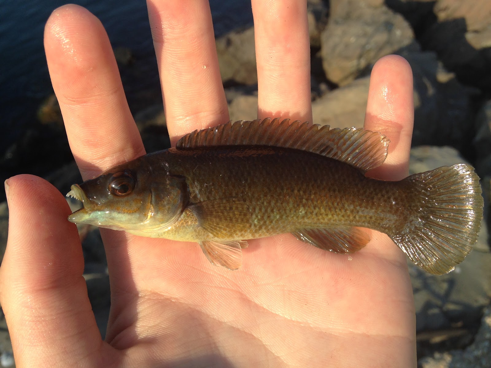 Bass on the Golf Course: Belmar Bergalls