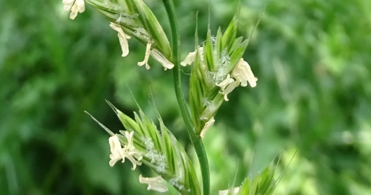 oog voor de natuur: Italiaans raaigras (Lolium multiflorum) in bloei.