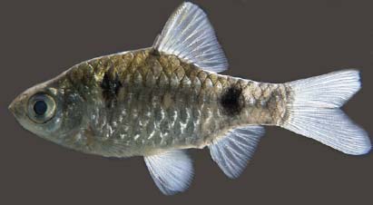 Indian Biodiversity Talks: A new barb to Puntius sp. identified from ...