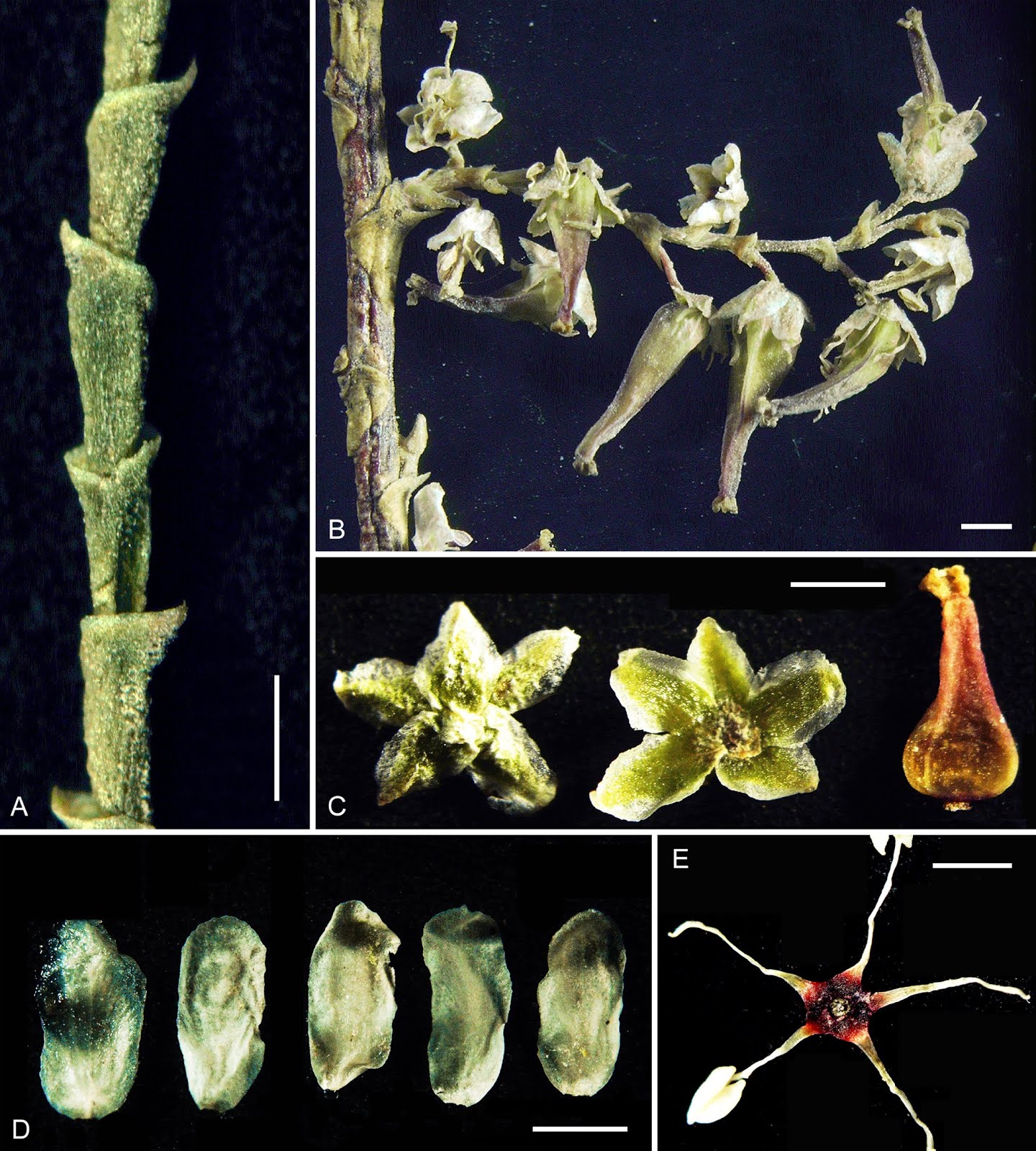 Species New to Science: [Botany • 2019] Tamarix humboldtiana ...