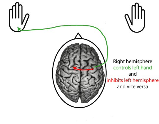 Training the Musical Brain: Hands Together