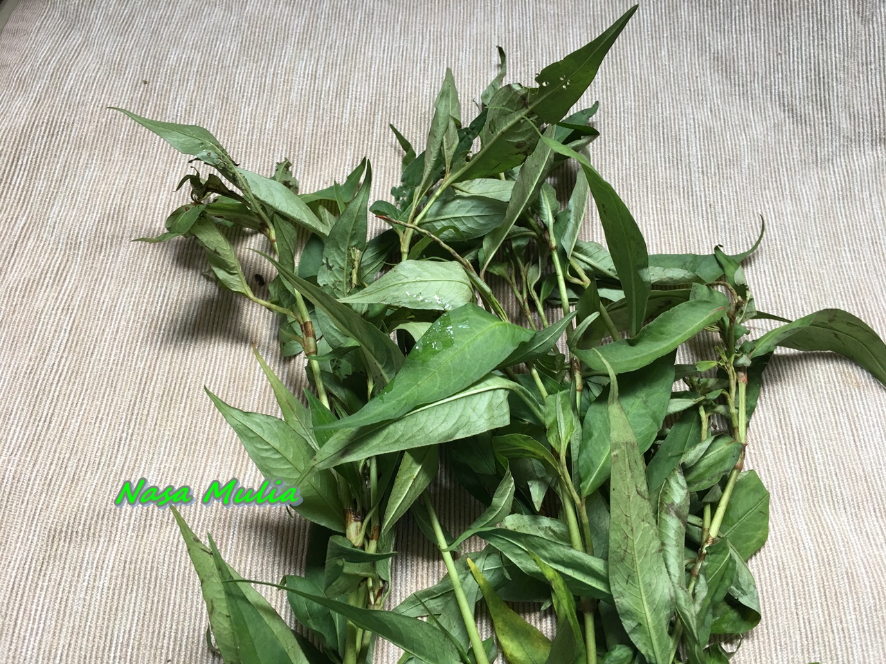 warna warni hidupku..............: Jom Kenali Pucuk-Pucuk / Herba ...