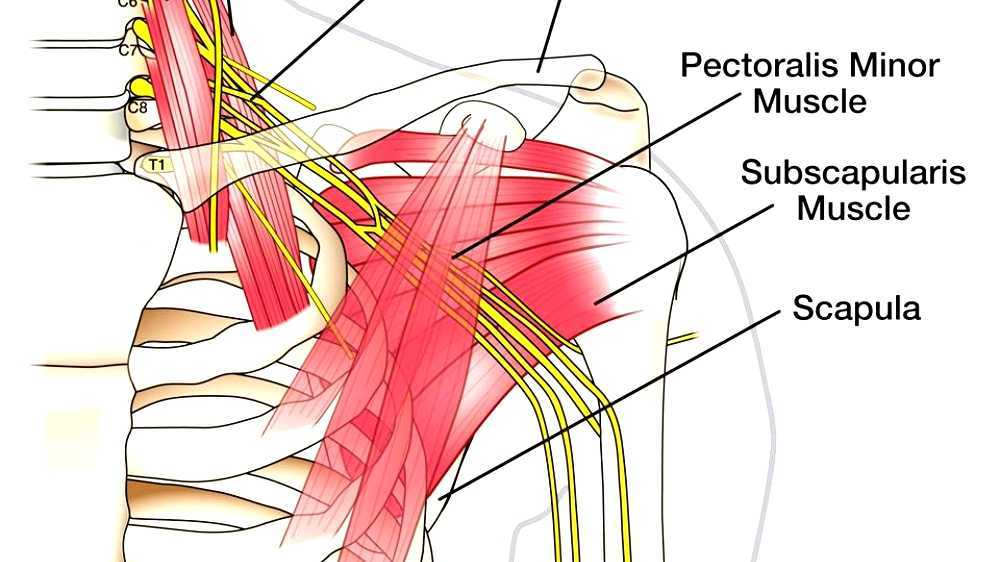Brachial plexus