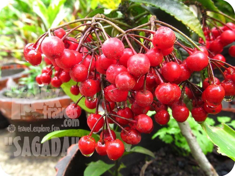 Of Misty Morning, Mountain Dew and Sagada Flowers - Travex Travels ...