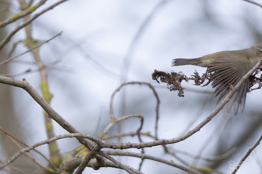 Linnupäevik - Bird Diary