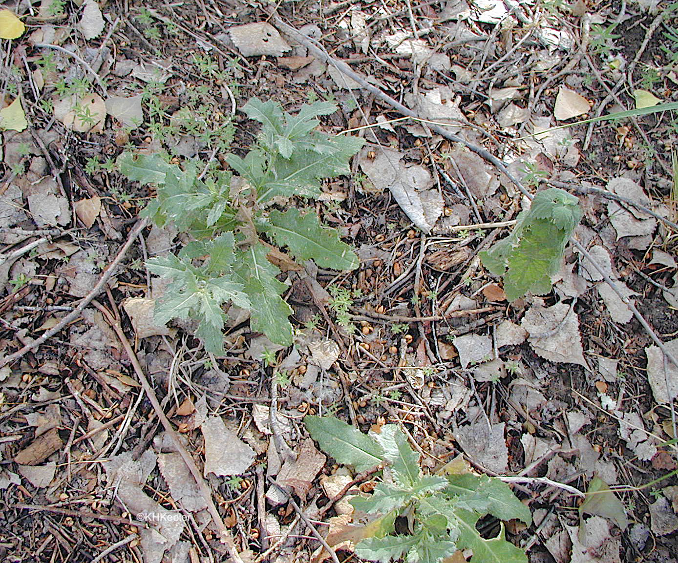A Wandering Botanist: Plant Story - Aggressive Canada Thistle, Cirsium ...