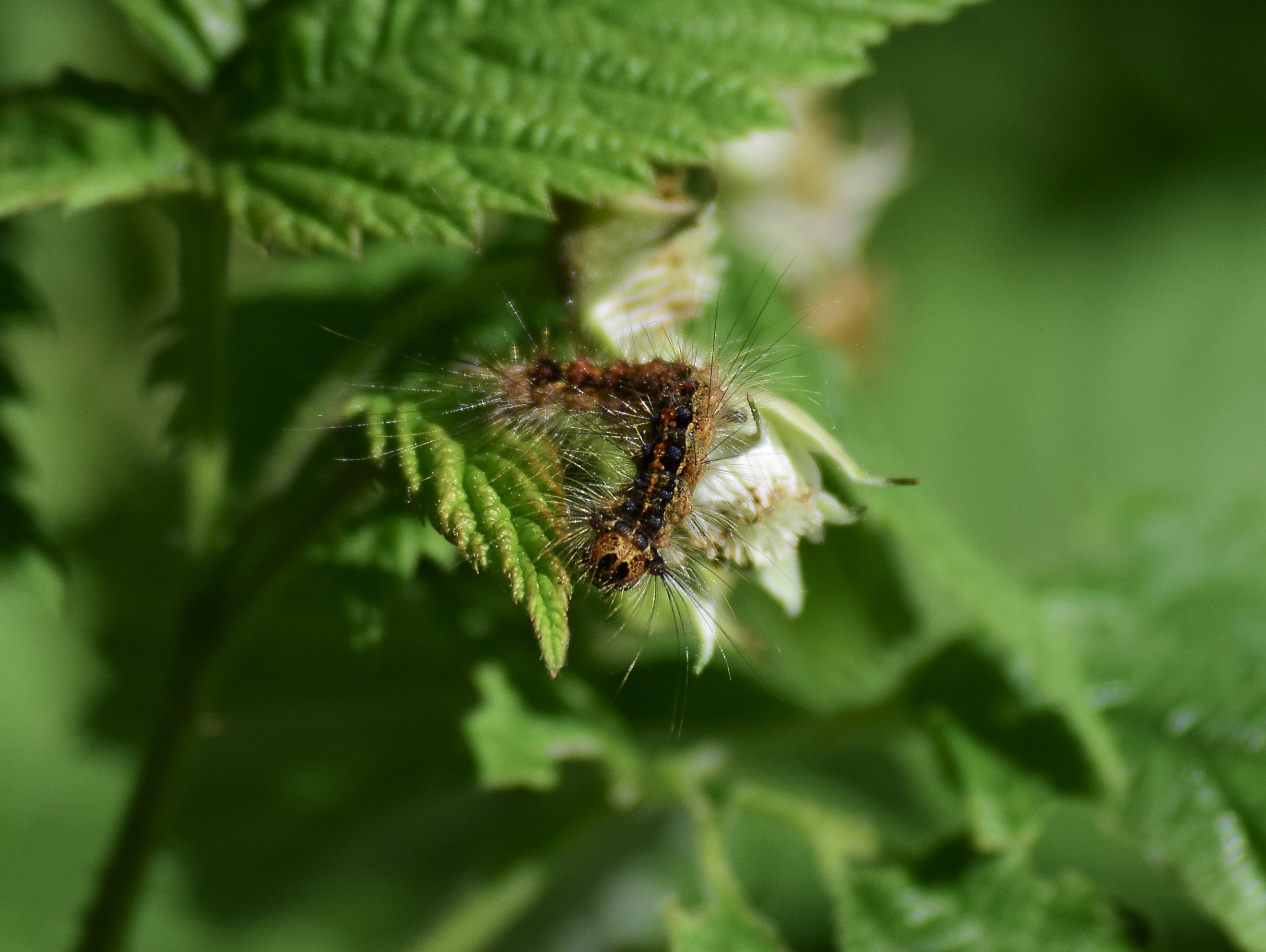 Jericho, Vermont Photos: Jericho, Vermont has cool bugs!