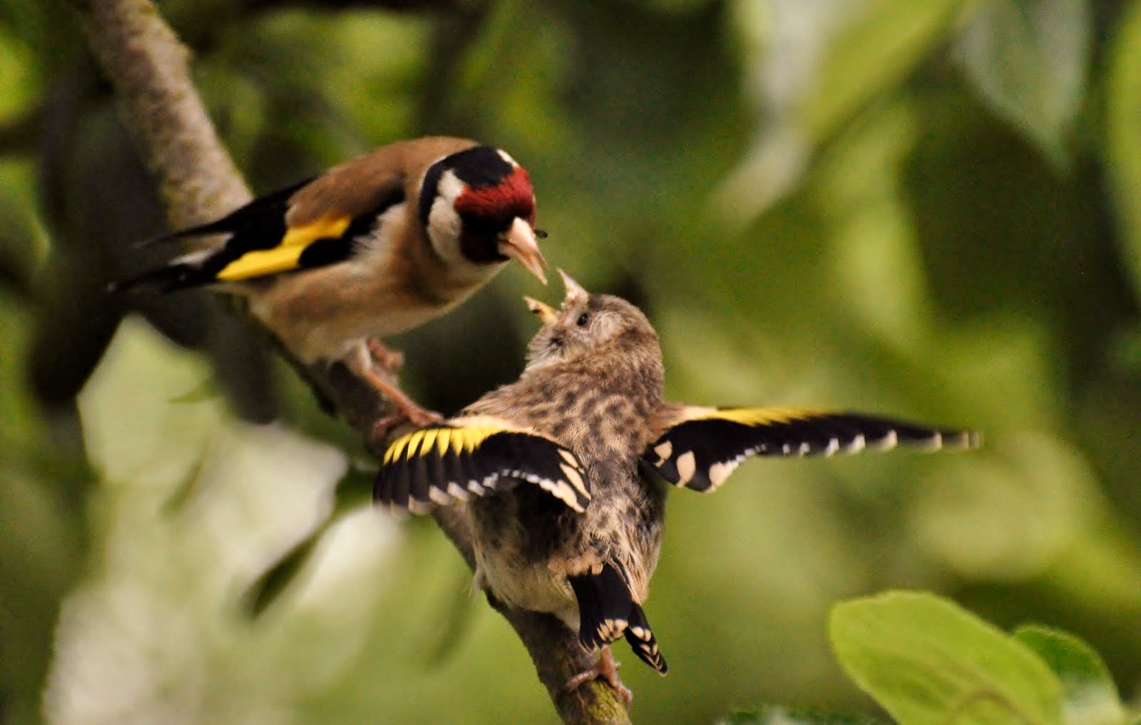 Gerda's photo blog : June 1 - goldfinch chick being fed