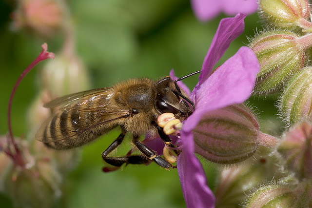 La Familia de la Apicultura - The Beekeeping of Family: IMAGENES ...