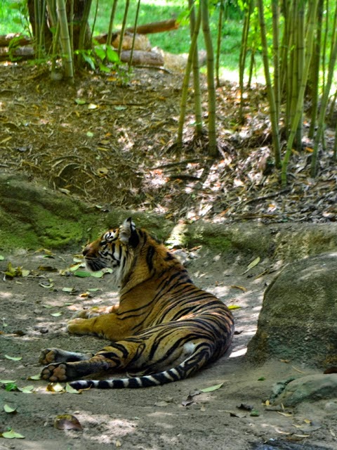 wanderlust ATLANTA: Atlanta Animal Lovers Tour