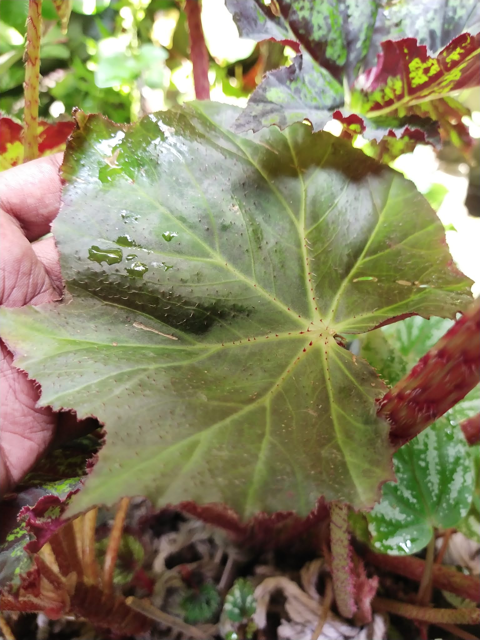 Garden Chronicles of James David: 103 Different Types of Begonias ...