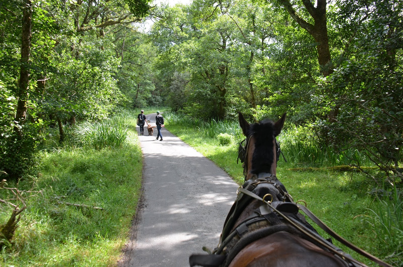 Andra & Steve's Journey: Jaunting Carts, Killarney, Ireland (Friday ...