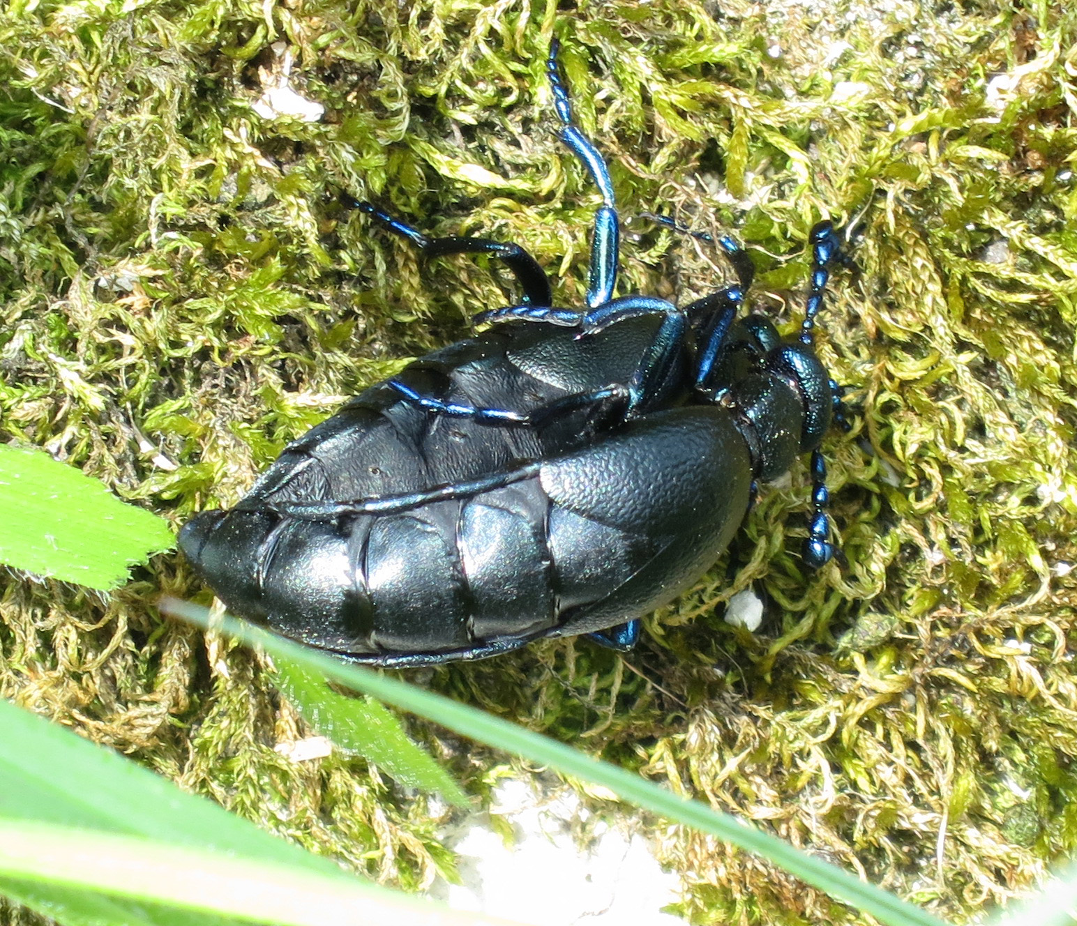 LOOSE AND LEAFY in DORSET: BLACK OIL BEETLE - (Meloe proscarabaeus)
