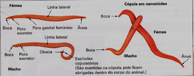 a tricolina biologa: Nematelmintos