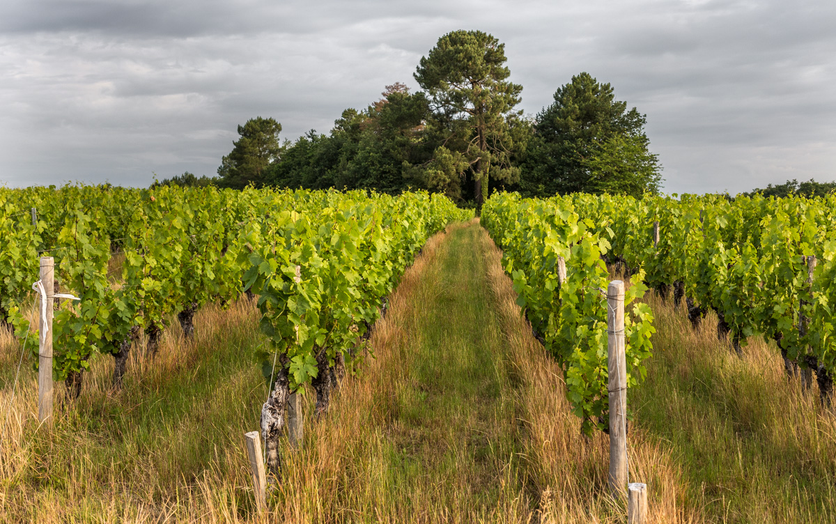 wcs: Vines in the grass
