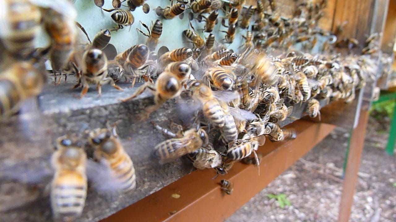 Abeilles des landes: Essaimage