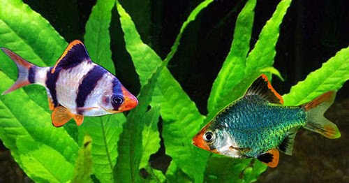 Semua tentang Ikan Hias Air Tawar: Tiger barb atau Ikan sumatera