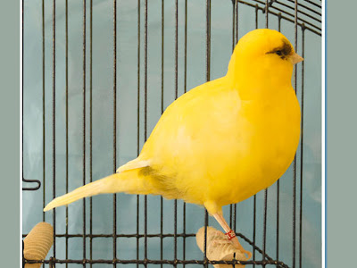 kenari holic jogja: Mengenal Jenis-Jenis Burung Kenari