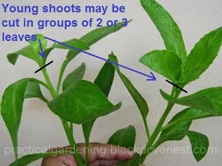 Practical Gardening: Cleaning and Storing Gynura Procumbens (Sabungai)