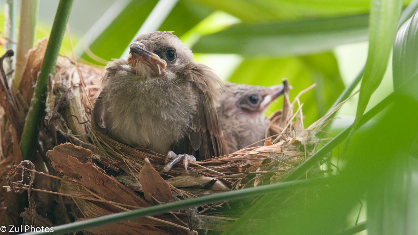 Zul Ya - Birds of Peninsular Malaysia: Yellow Vented Bulbul ( Burung ...