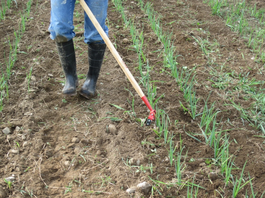 june 18 field report - Stout Oak Farm