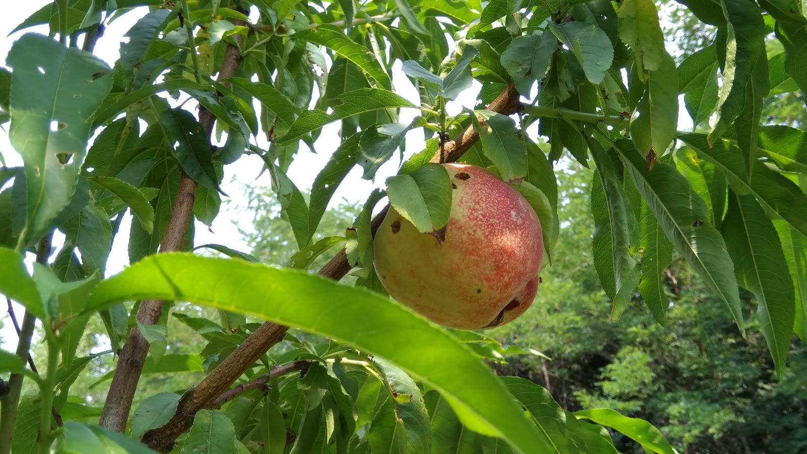 Advanced Sciences Research: Chinese and other Asian Peaches