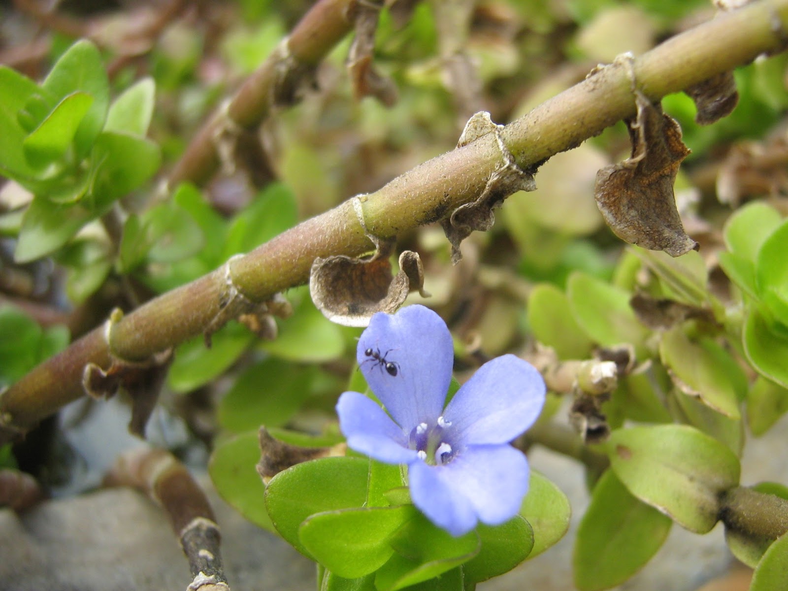 flowers and flowers