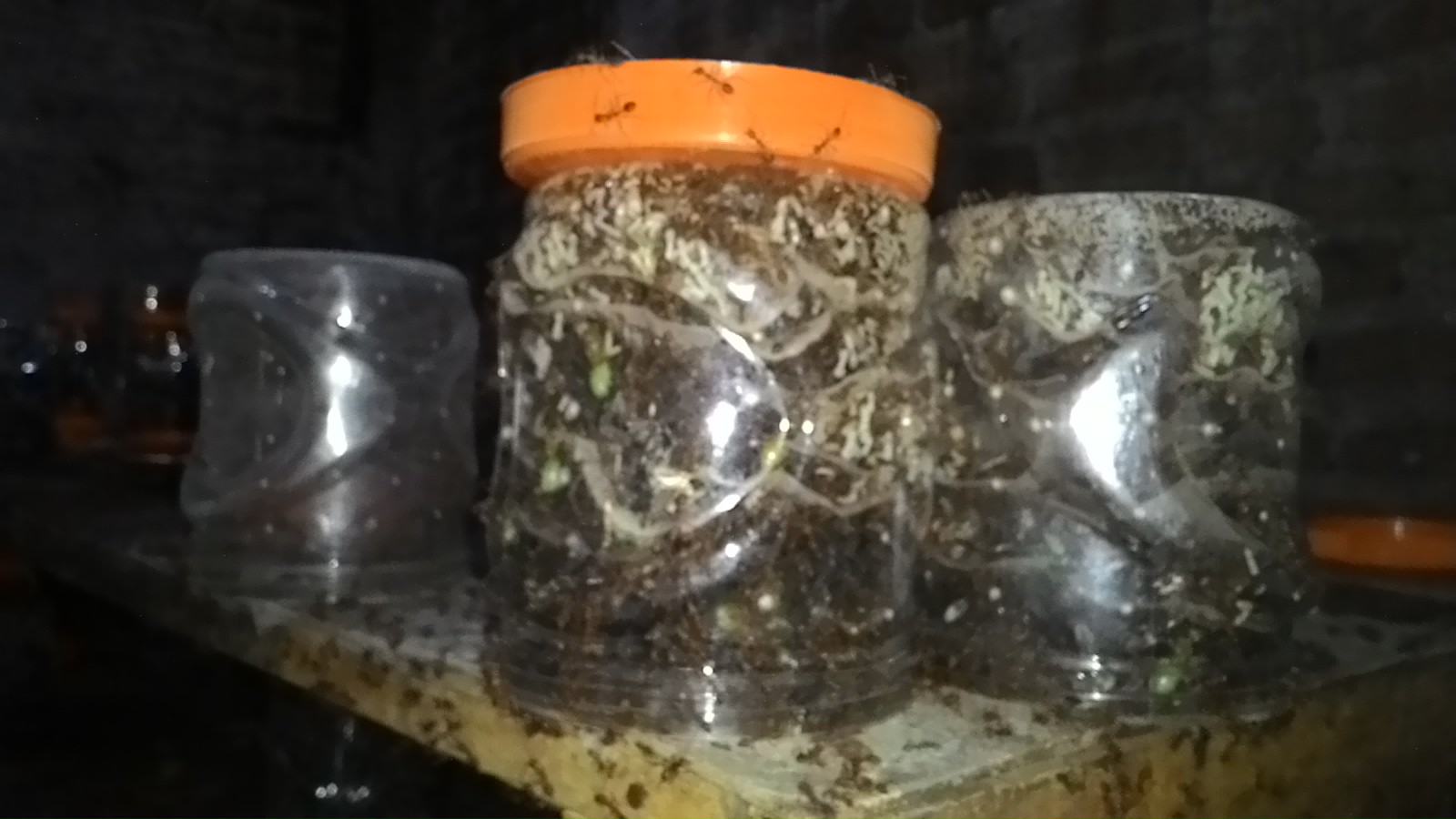 Cara Budidaya Kroto | Ternak Kroto | Semut Rangrang: menimbang budidaya ...