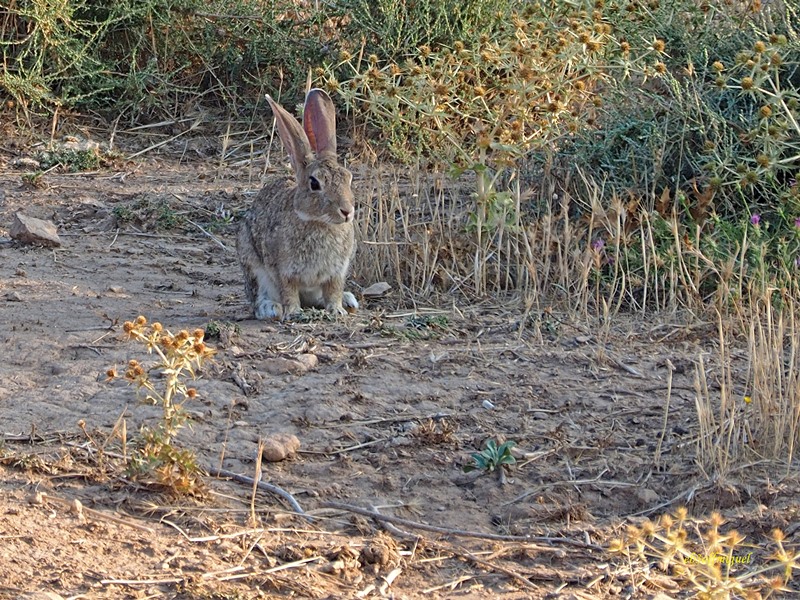 Miguel fotografia: Conejo común o conejo europeo (Oryctolagus cuniculus)