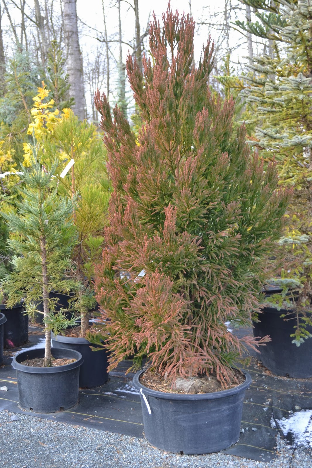 The Outlaw Gardener: A Winter Visit to Alpine Nursery