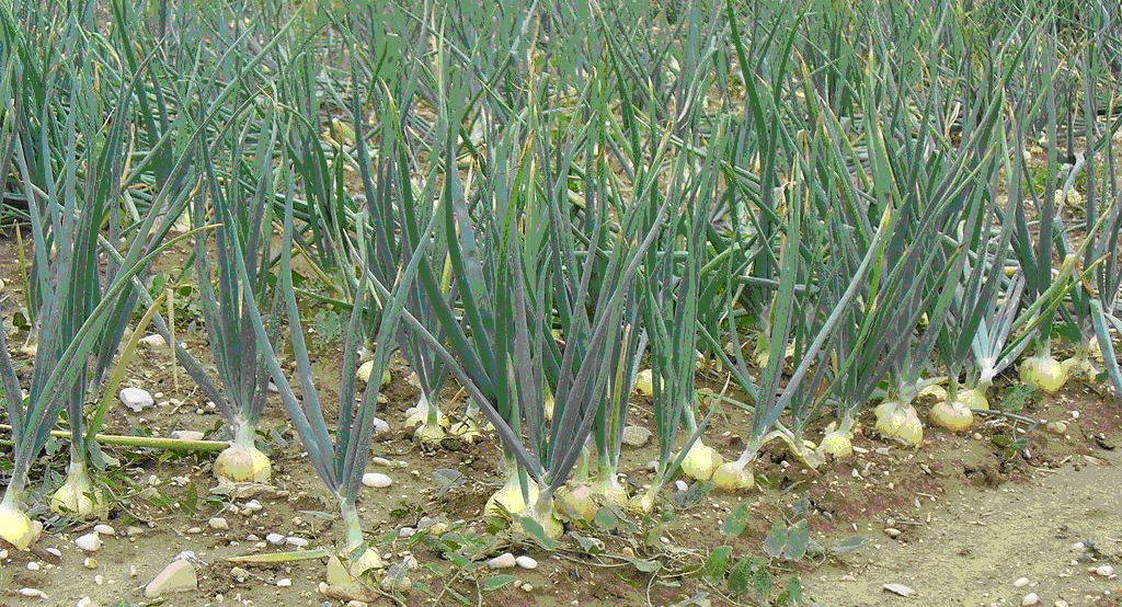 ATELIER METODIC: Jocuri de cuvinte – ceapă