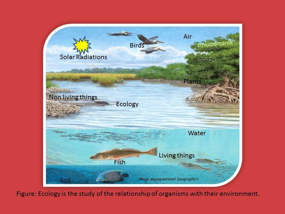 tmkzoomania: Introduction to Ecology/ Population/ Ecosystem/ Community ...