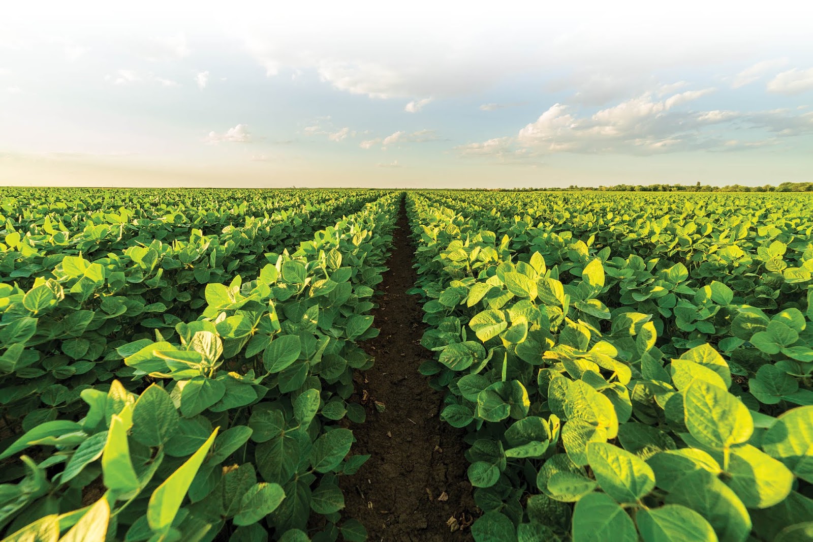 isaaa-org-blog-isaaa-2018-report-reveals-biotech-crops-continue-to