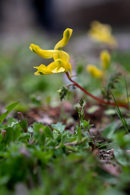 野の花百景: 2019