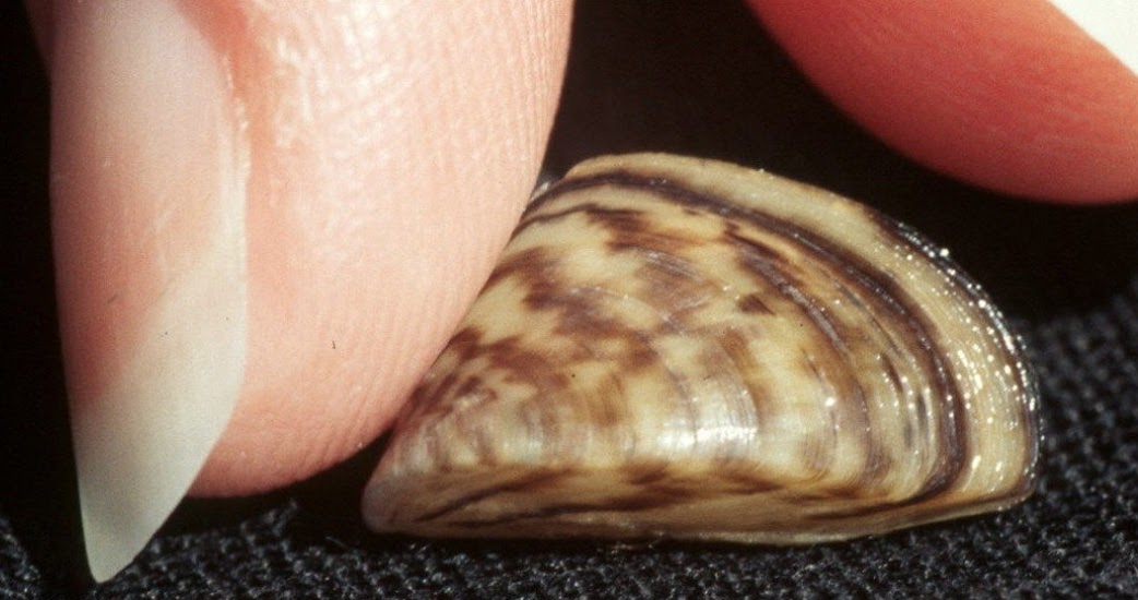 PA Environment Digest Blog: Fish & Boat Commission: Invasive Zebra ...