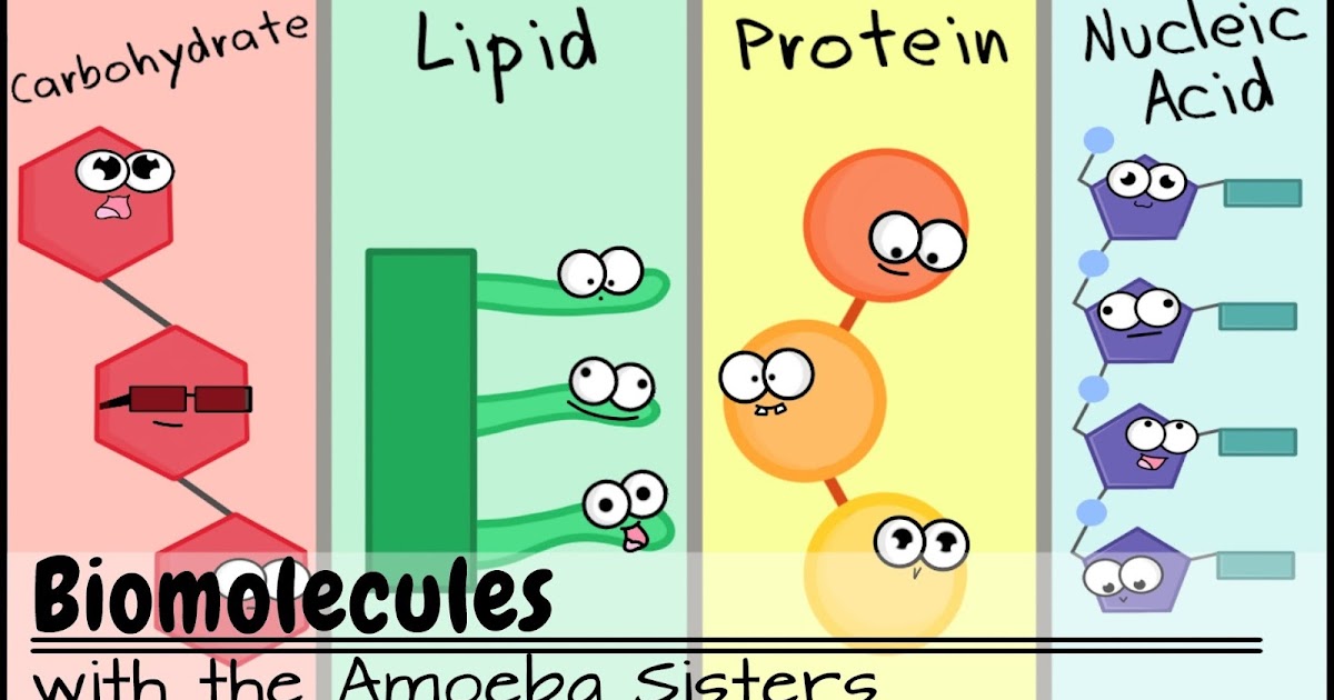 BIOELEMENTOS Y BIOMOL CULAS bioelementos-y-biomol-culas