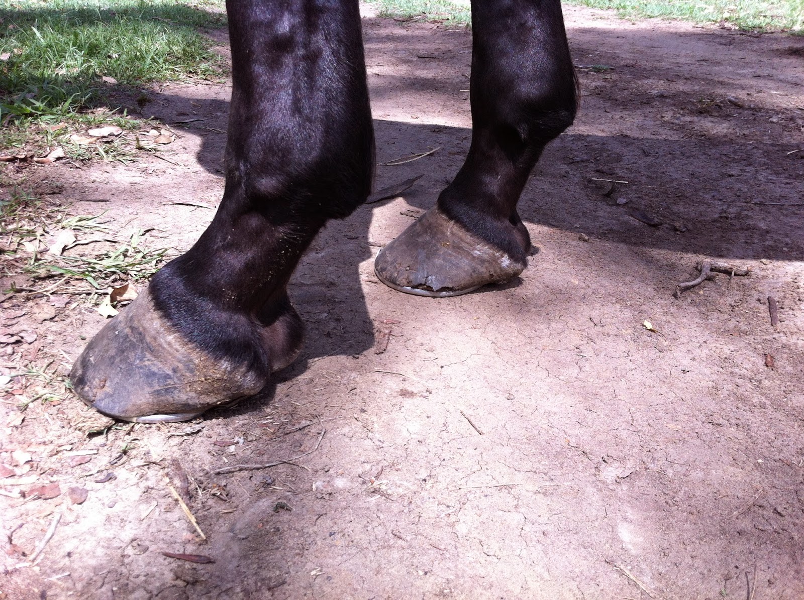 From the Track to the Arena… The Second Life of a Thoroughbred ...