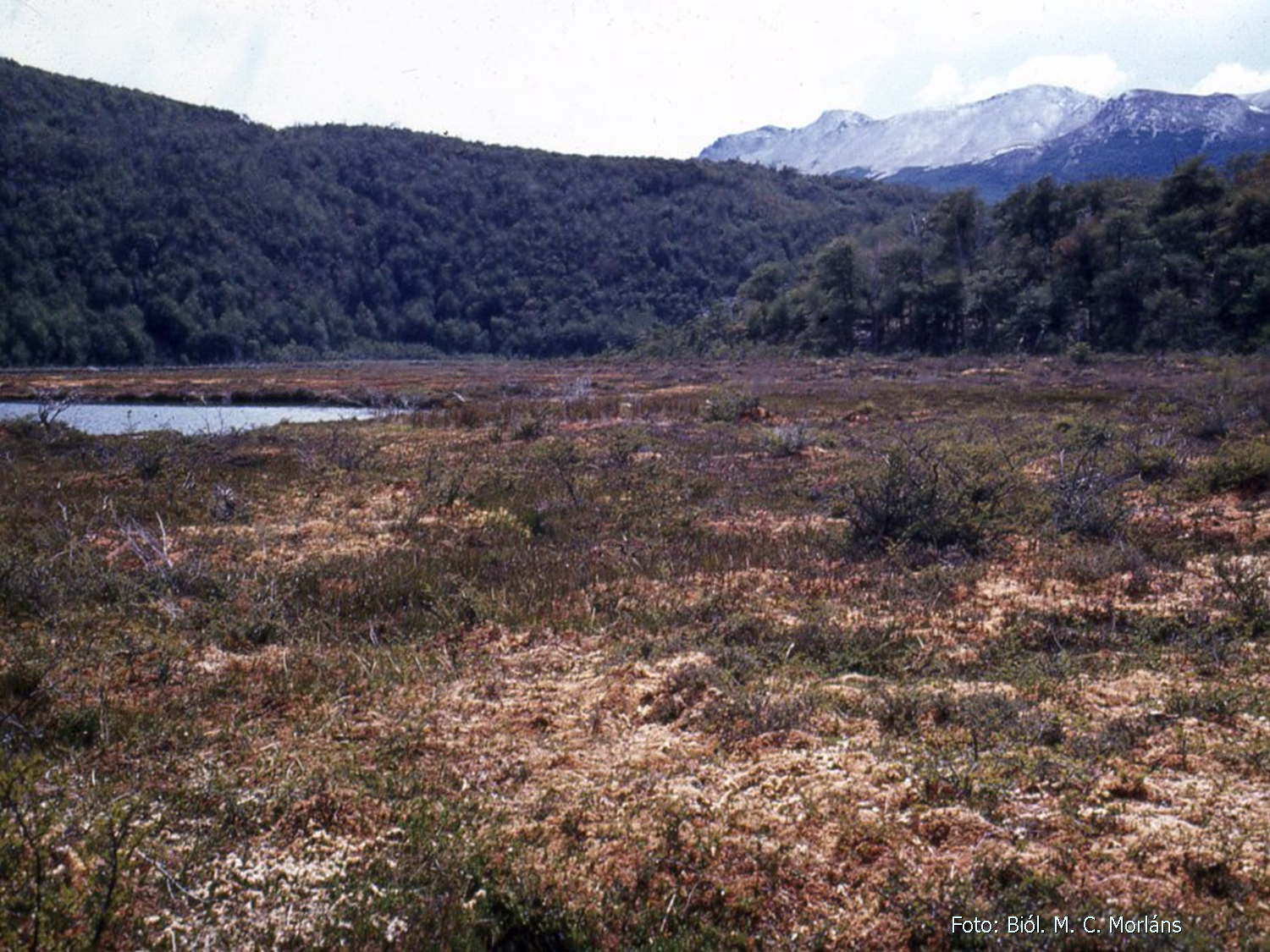 Coleccion Didáctica Cátedra de Ecología: SUCESION O DESARROLLO DEL ...