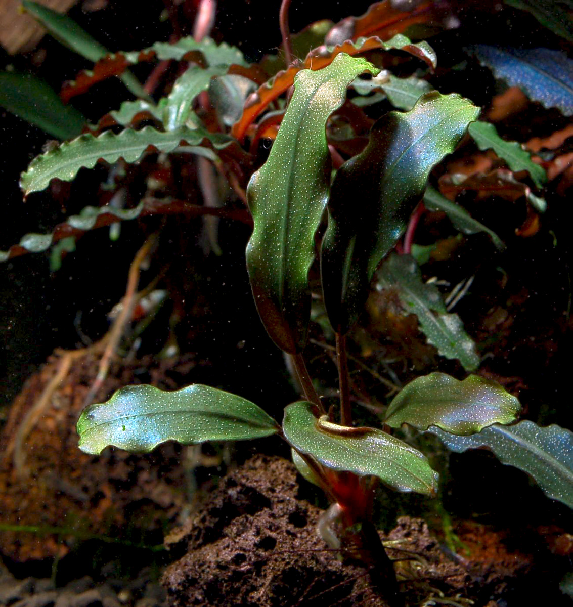 Bucephalandra: Bucephalandra sp. Blue Theia