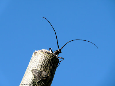 The Home Bug Garden: Mugging with Monochamus