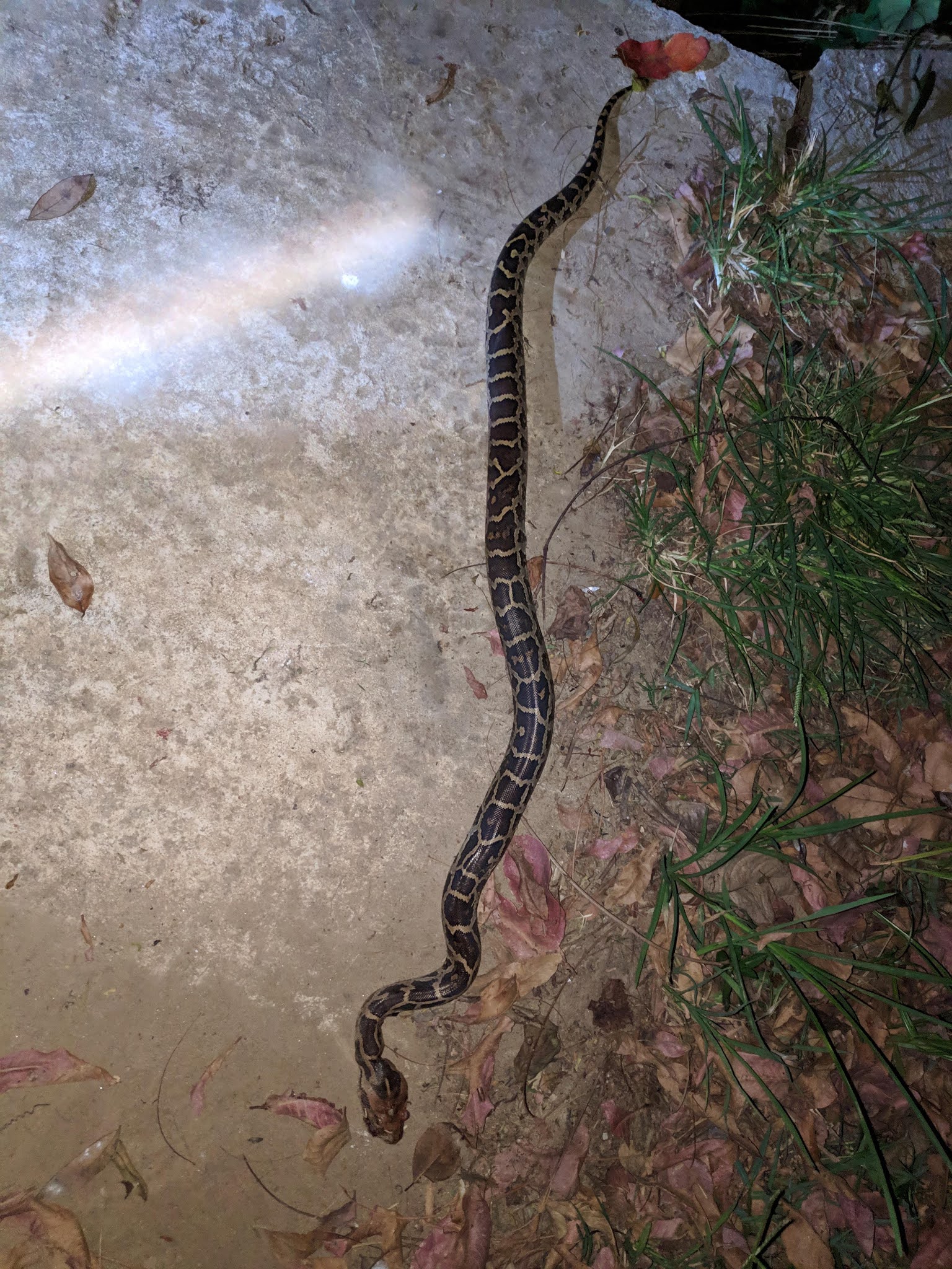 Viper or Python? How to identify venomous Russell's Viper and non ...