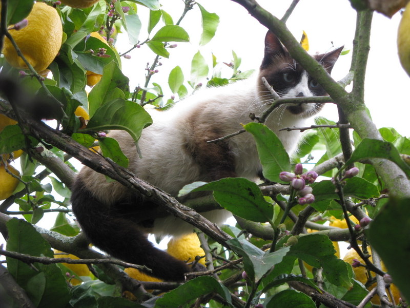 Africa to Algarve: Why was that cat up the lemon tree?