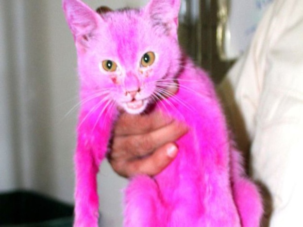 Kucing dicat warna pink dan dijemur di bawah panas matahari diselamatkan