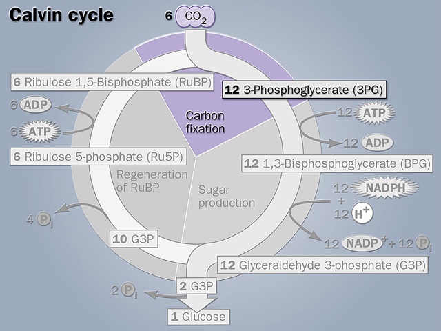 Bio Gallery: Calvin Cycle Images Gallery