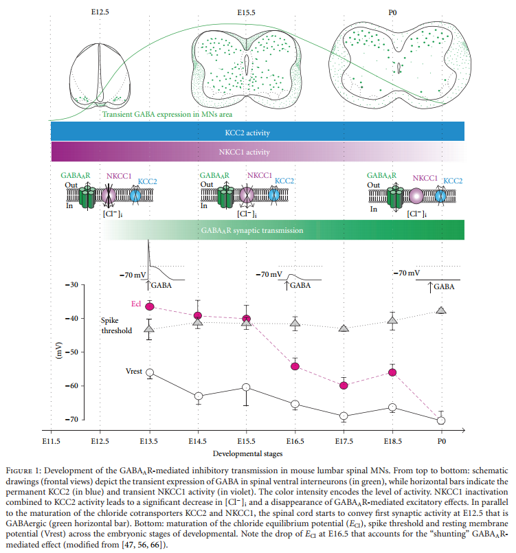 Epiphany: The GABA Switch, Altered GABAa Receptor subunit expression in ...