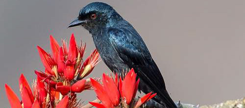 Ashy drongo | Birds of India | Bird World
