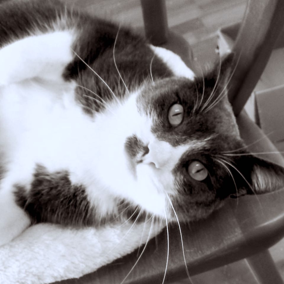 Miri's House Cat & Kitten Rescue: Clark Gable, Feline Star