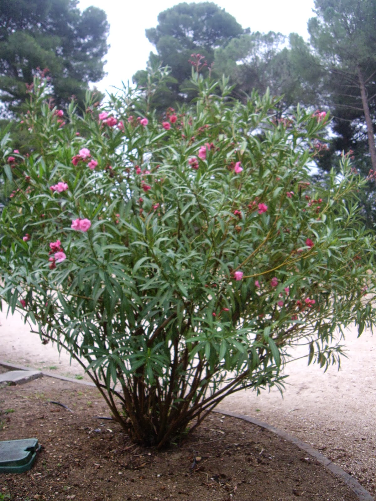 La Mar de Verde: NERIUM OLEANDER O ADELFA